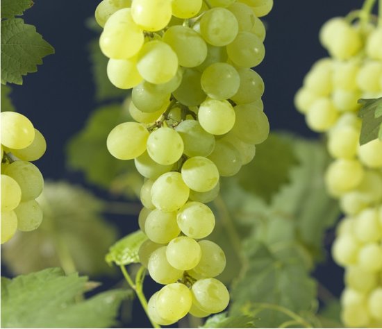 Witte Druif Pitloos Vitis Himrod 75 cm klimplant | bol.com