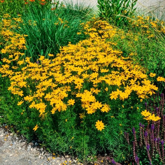 Plants Online - Tuinplanten - Vaste planten - Set van 5 - Coreopsis ...