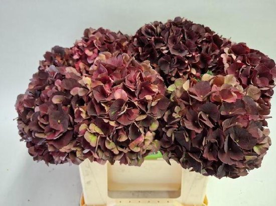 5x Hydr.mag.dark ruby classic 40cm | bol