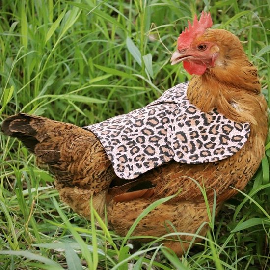 Hen Saddle - Gewatteerde pluimveeverbeschermer - Dubbele ...
