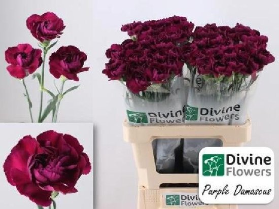 20x Dian.purple damascus 60cm | bol