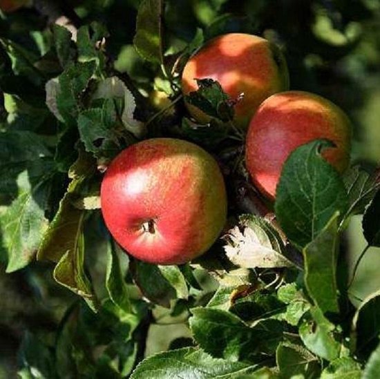 MALUS D. 'ELSTAR'- Appel Boom hoogstam 250cm blote wortel | bol