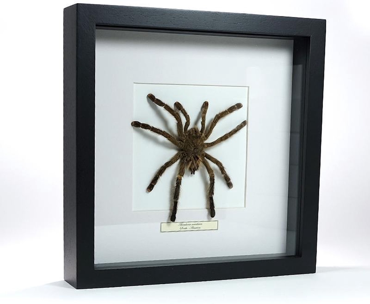 Opgezette insecten: vogelspin in lijst - Haplopelma minax | bol.com