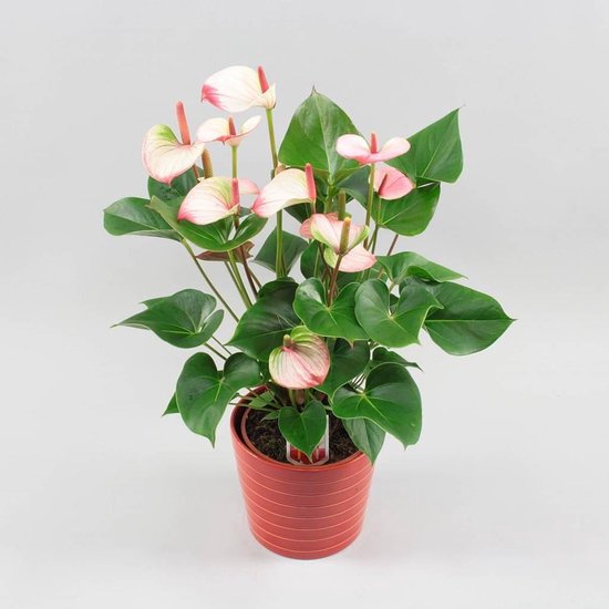 Anthurium Amalia Elegance, 55 CM hoog, 17 CM potdiameter | bol.com