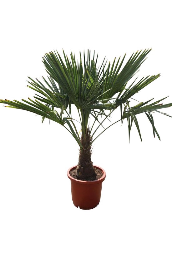 bol.com | Winterharde palmboom Trachycarpus Fortunei palmboom - Hoogte ...