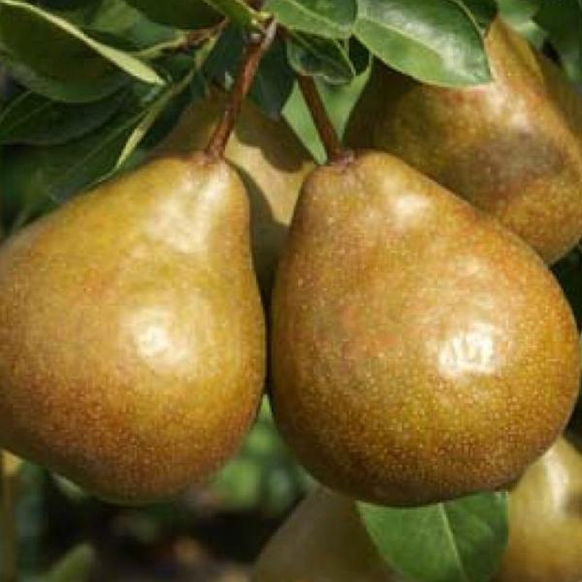 PYRUS COMMUNIS 'DURONDEAU' - Peer Boom hoogstam blote wortel | bol