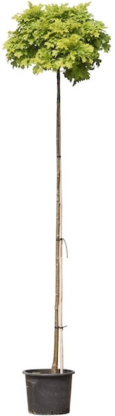 Bomenbezorgd.nl - Boom - Bol Moeraseik - Stamhoogte 200 cm (6-10 cm stamomtrek) -... | bol