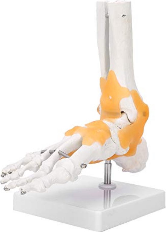 Anatomie Model - Anatomisch Model | bol