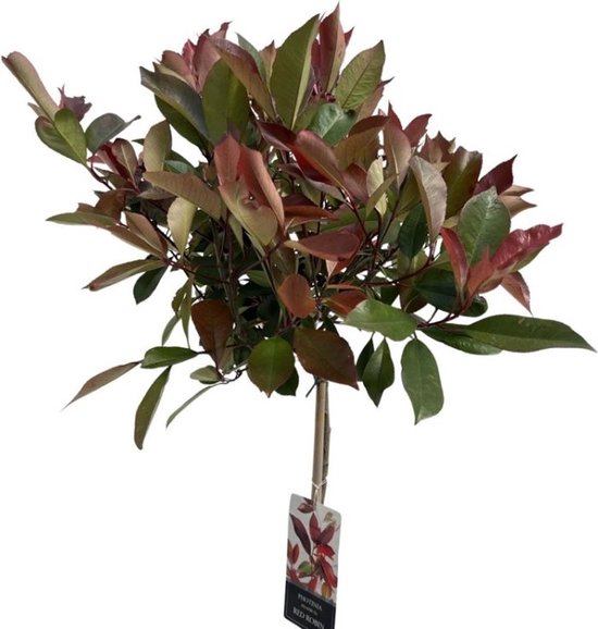 Photinia fraseri 'Red Robin' - 10 liter pot - cm Stam 100 | bol