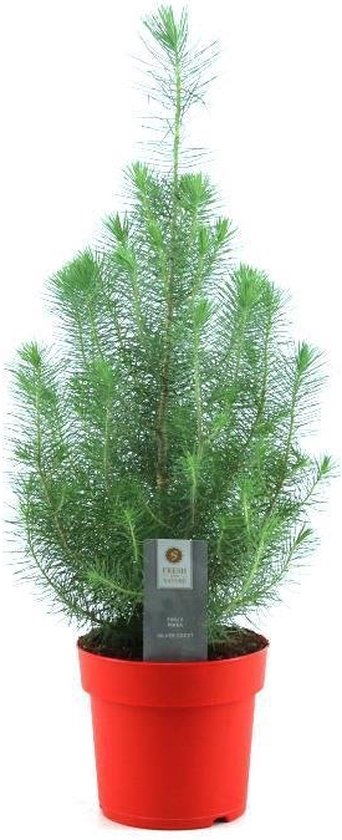 Pinus pinea 'silver crest' p17 in pot red ø17cm - 50cm | bol