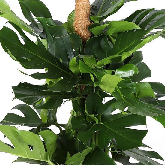Monstera deliciosa mosstok - ø27cm - 150cm monstera deliciosa mosstok ...