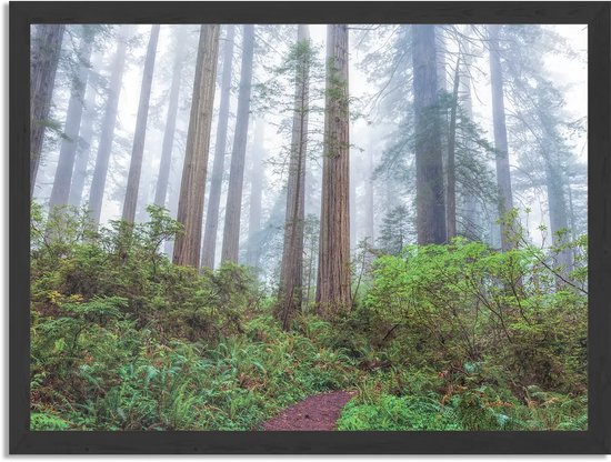 Poster Sequoia bos Rechthoek Horizontaal Met Lijst XL (70 X 50 CM ...