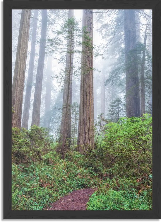 Poster Sequoia bos Rechthoek Verticaal Met Lijst L (40 X 50 CM ...