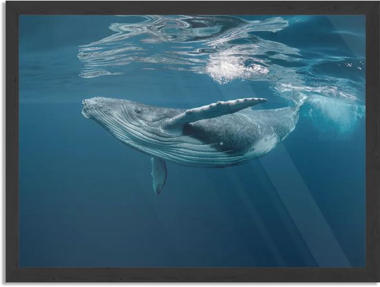Poster De Walvis Rechthoek Horizontaal Met Lijst L (50 X 40 CM ...
