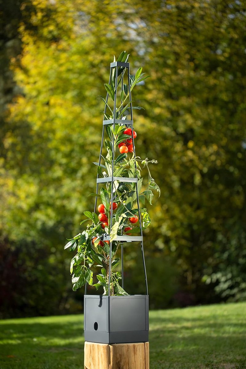 Plant Tower 150 x 25 x 25 cm - For Tomatoes and Trellis - With Trellis ...