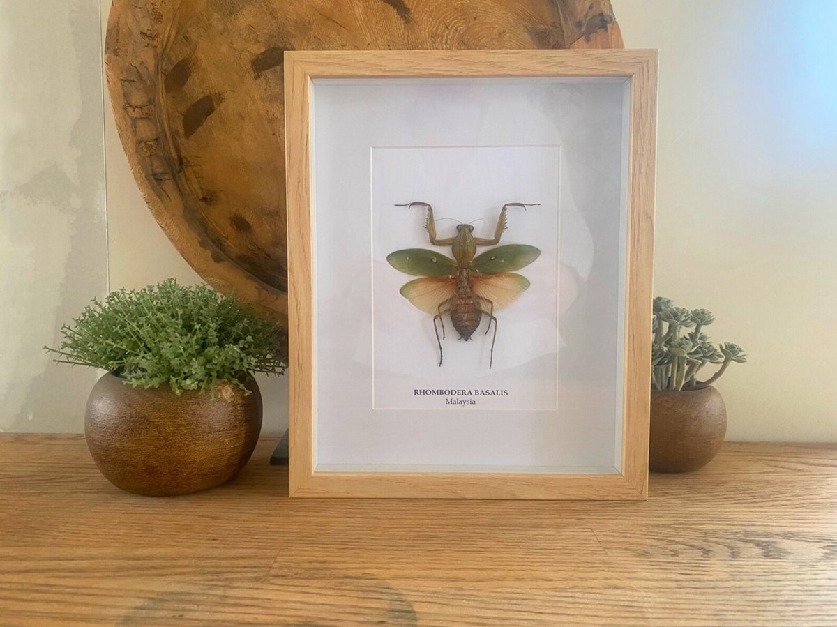 Lijst met echte opgezette mantis " Rhombodera Basalis " opgezet ...