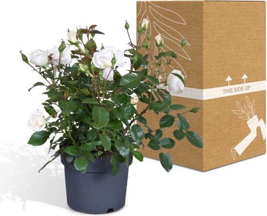 Roos – Rose (Rosa) – Hoogte: 45 cm – van Botanicly | bol