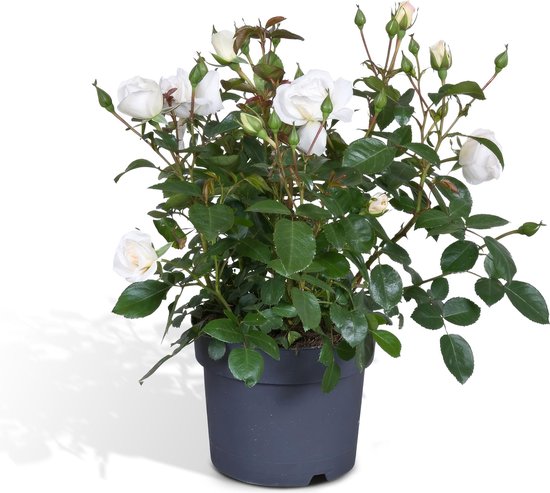 Roos – Rose (Rosa) – Hoogte: 45 cm – van Botanicly | bol