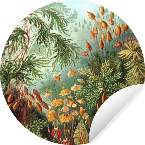 WallCircle - Muurstickers - Behangcirkel - Muscinae - Ernst Haeckel ...