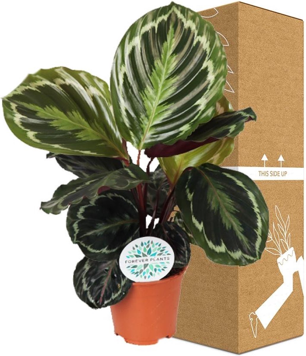 Calathea – Marantaceae (Calathea) – Hoogte: 45 cm – van Botanicly | bol