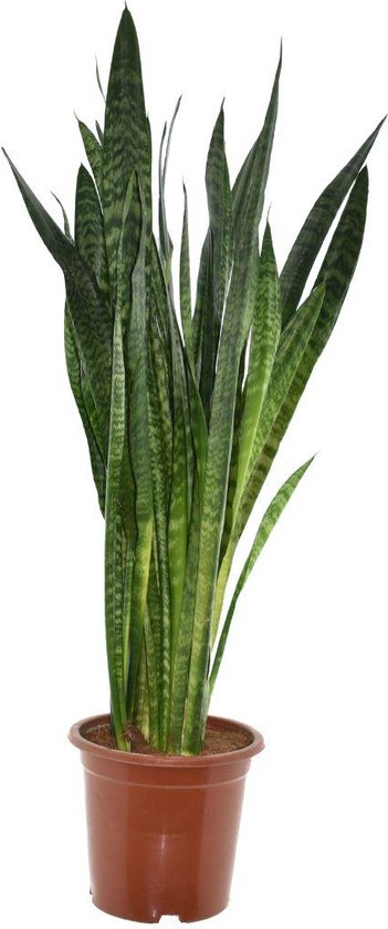 Groene plant – Vrouwentongen (Sansevieria Zeylanica) – Hoogte: 120 cm ...