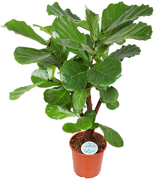 Groene plant – Vioolplant (Ficus Lyrata) – Hoogte: 24 cm – van Botanicly | bol