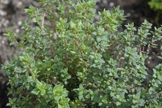 VT Thijm Plant - Aromatisch kruid voor culinair of medicinaal gebruik | bol
