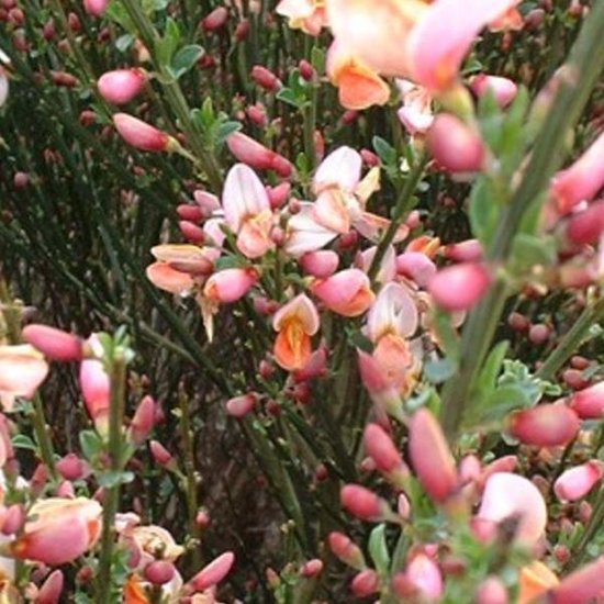 Cytisus 'Zeelandia' - Brem - 40-60 cm in pot: Struik met roze en witte ...