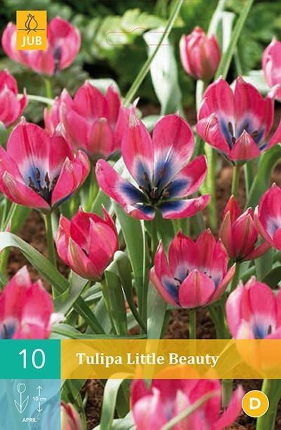 Tulipa Little Beauty - botanische tulp - set van 20 stuks | bol.com