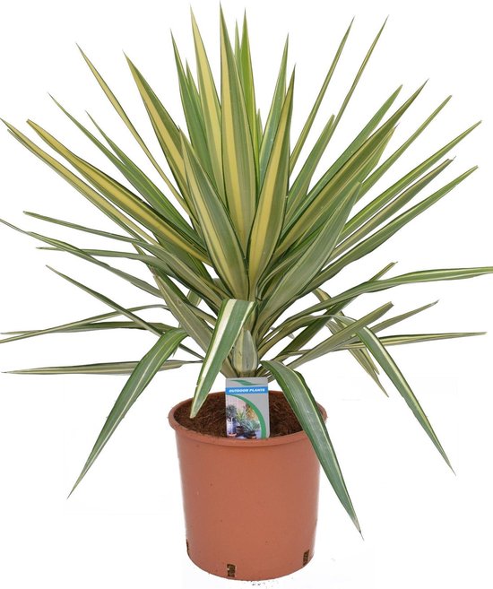 Yucca elephantipes 'Jewel' (Pot 26 cm) | bol