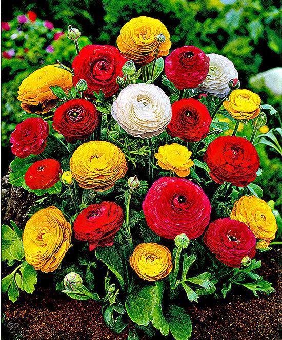 Ranonkel mix | 50 stuks | bol.com