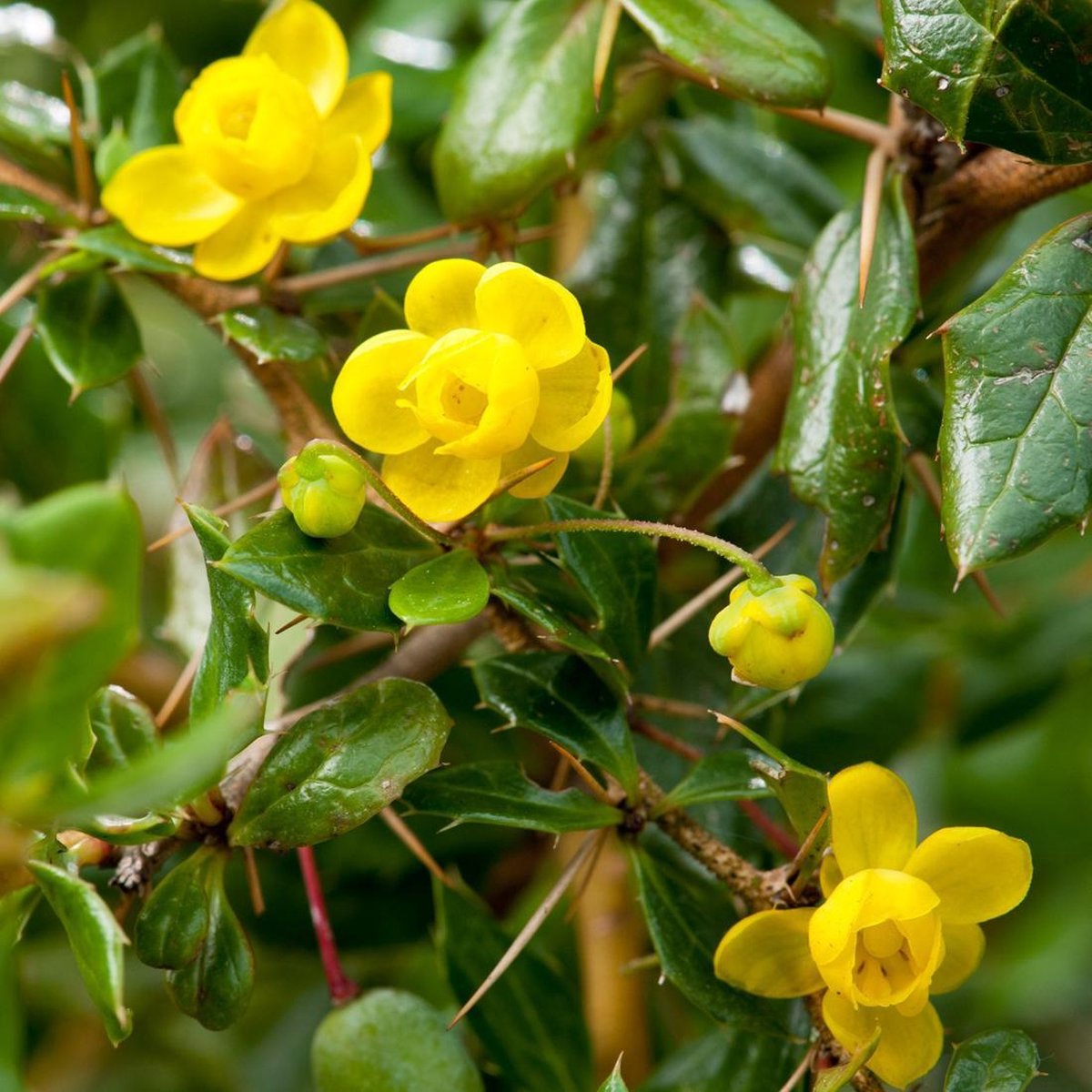 Berberis Verruculosa - Zuurbes 25-30 cm pot | bol.com
