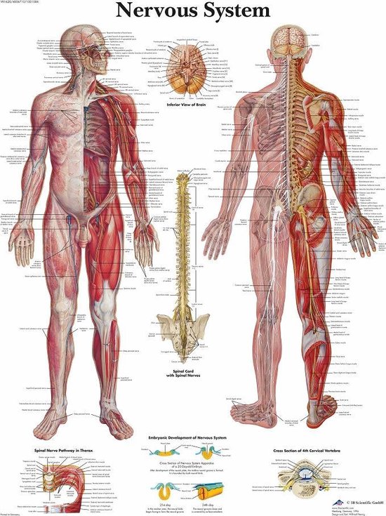 Het menselijk lichaam - anatomie poster zenuwstelsel (gelamineerd, 50x67 cm) +... | bol