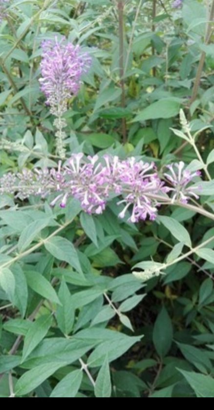 2 x Buddleja 'Argus Velvet'® - Vlinderstruik 40- 60 cm in pot | bol