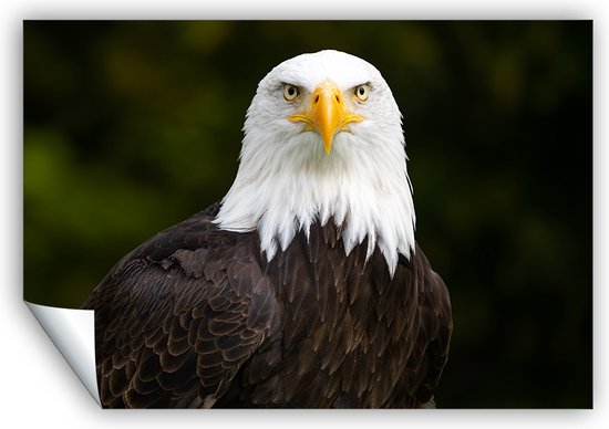 Arend Poster - Roofvogel - Vogel - Schilderij - Foto - Print - Groot ...