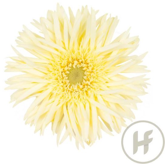 20x Germini moonlight 70cm | bol