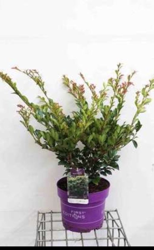 2 x Distylium myr. 'Linebacker'® - Distylium 40- 50 cm in pot | bol
