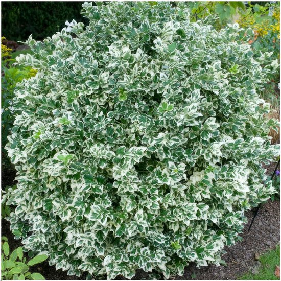 Plants by Frank | 60 Bonte Kardinaalsmuts Planten | Euonymus 'Emerald ...
