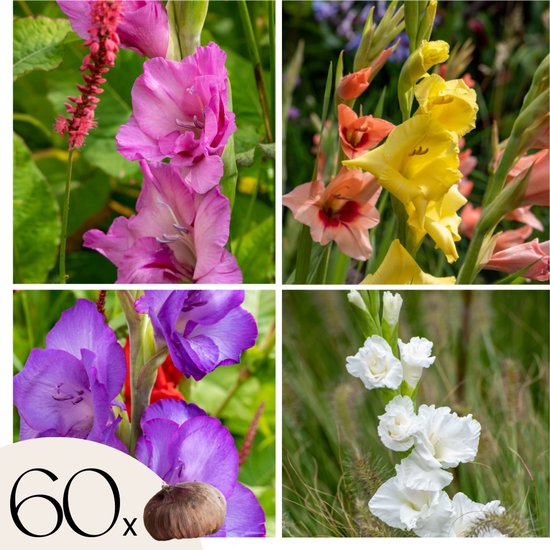 Plant in a Box - Gladiolus - Mix van 60 - Gladiolus bloembollen ...