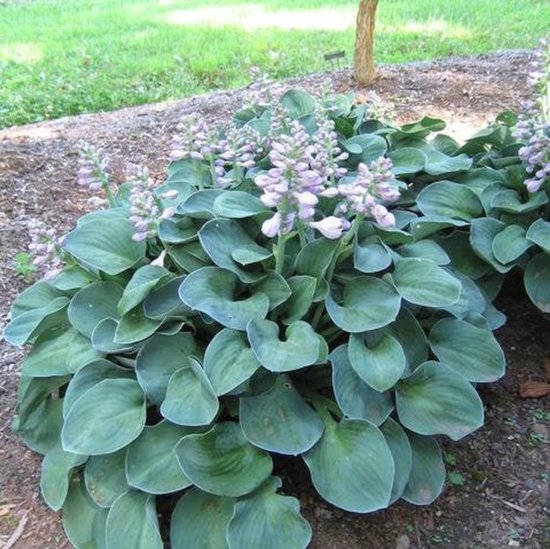 6x Hosta hybrida 'Blue Mouse Ears' Pot 9x9cm - Prachtige blauwe hosta ...