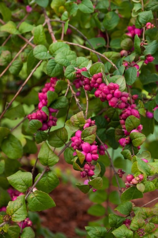 Arbustes de haie - Un ensemble 1 - Symphoricarpos doorenbosii 'Magic ...