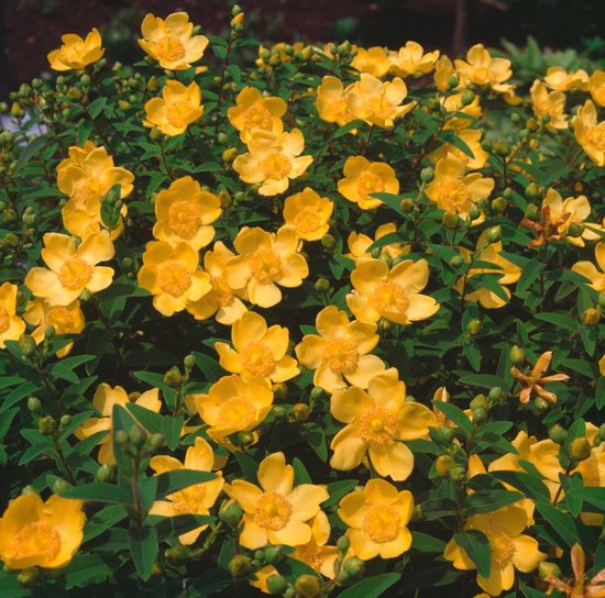 Hypericum 'Hidcote' - 1.5 liter pot - 40-60 cm | bol