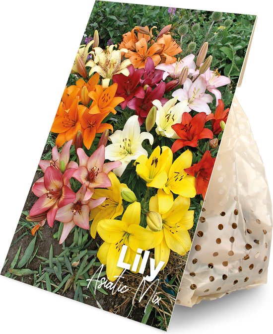 Bloomique - Mix van 5 - Lily Asiatic Mix - Aziatische Lelie - Mix van ...