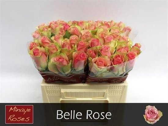 20x Rosa belle rose 30cm | bol