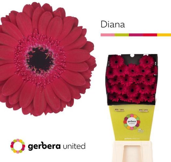 20x Germini diana 70cm | bol