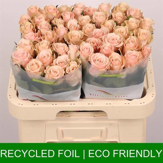 10x Rosa perfect peach 60cm | bol