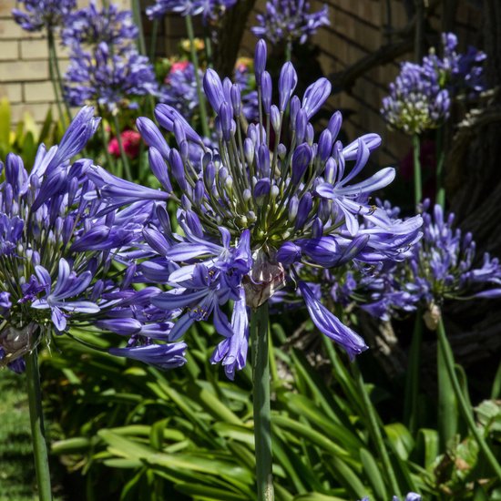 2 Agapanthus Giant - Bloeiende Tuinplanten - Blauw - Potplant - Afrikaanse lelie | bol