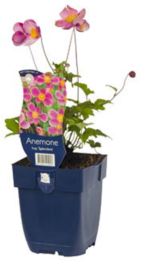Griffioen - Anemone hup. 'Splendens' | bol