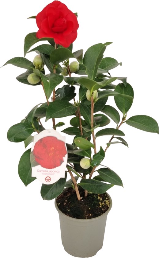 Camellia japonica Rood L - Japanse roos - Camellia plant winterhard ...