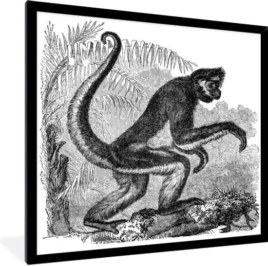 Fotolijst incl. Poster - Een klassieke tekening van een slingeraap ...
